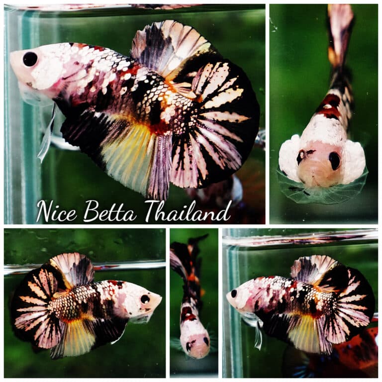 Betta fish HMPK Helmet Copper Tiger - nicebettathailand.com