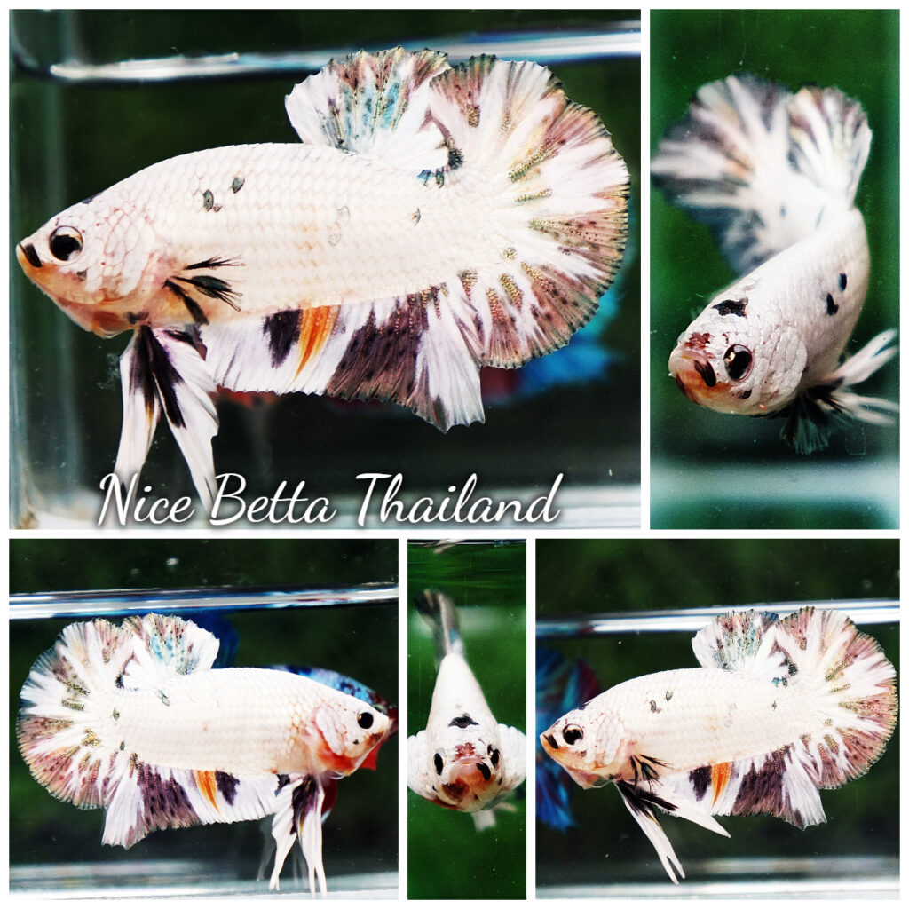 Betta fish HMPK Copper Marble - nicebettathailand.com
