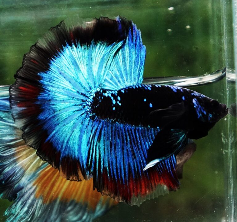 Betta fish OHM The Dark Blue Avatar (Premium) - nicebettathailand.com