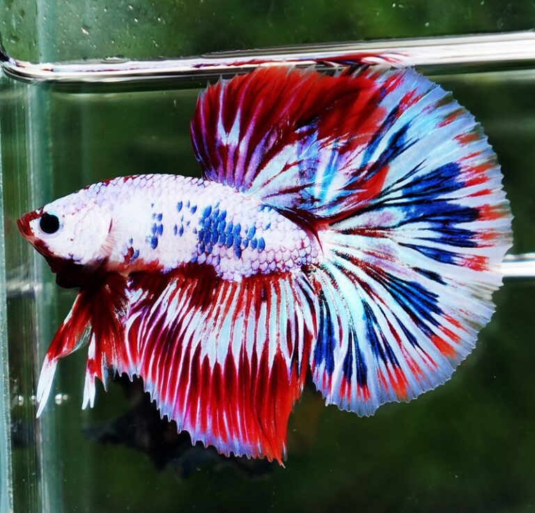 Betta fish HM Fancy Captian America - nicebettathailand.com