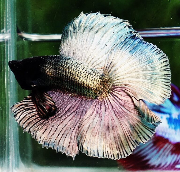 Betta fish DTHM Copper Gold Black Head - nicebettathailand.com