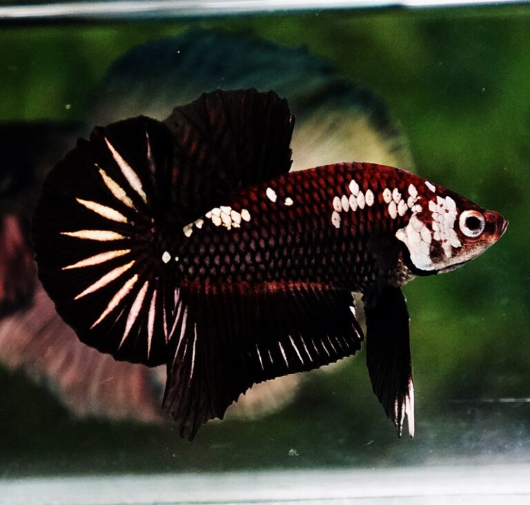 Betta fish HMPK Black Devil Samurai - nicebettathailand.com