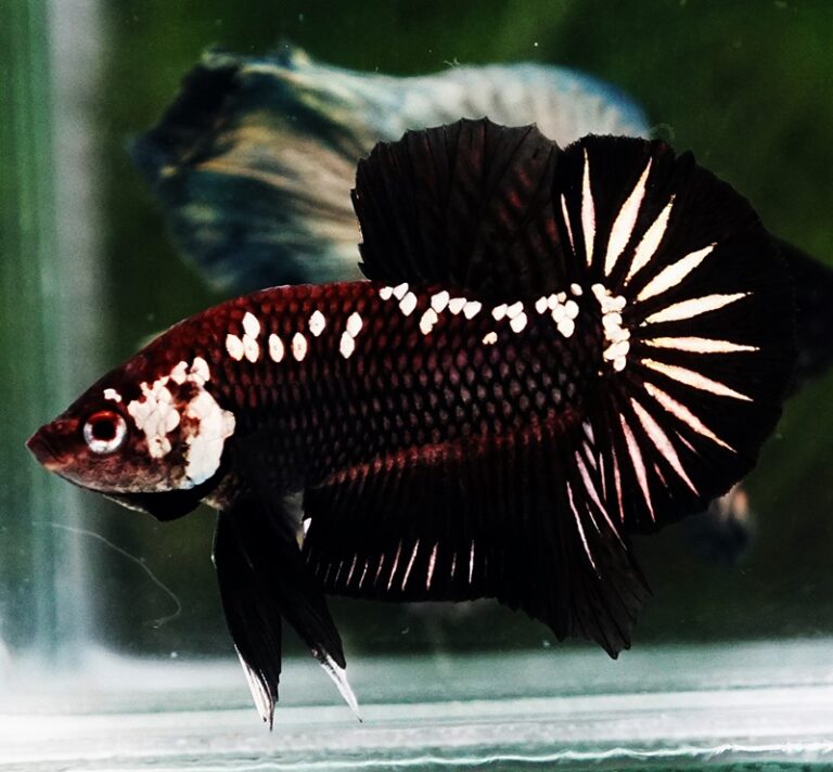 Betta fish HMPK Black Devil Samurai - nicebettathailand.com