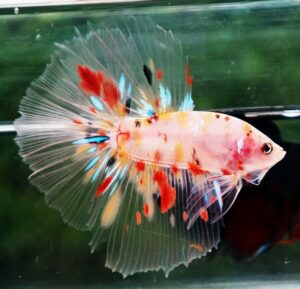 Betta fish HM Nemo Dot Yellow Base - nicebettathailand.com
