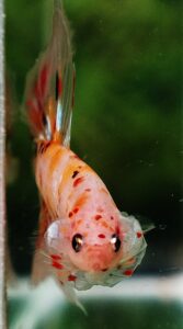 Betta fish HM Nemo Dot Yellow Base - nicebettathailand.com