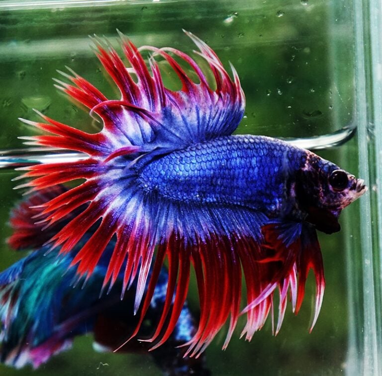 Betta fish CT Thailand Flag Triple Rays - nicebettathailand.com