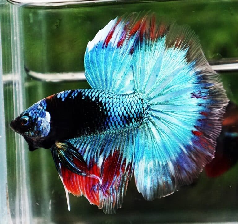 Betta fish HM Full Helmet Devil Avatar Warrior - nicebettathailand.com