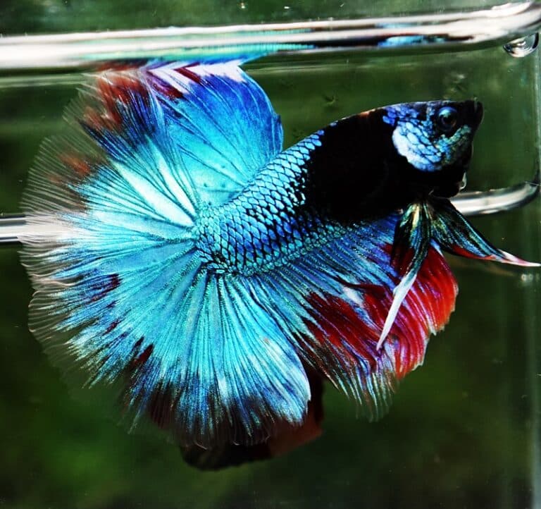 Betta fish HM Full Helmet Devil Avatar Warrior - nicebettathailand.com