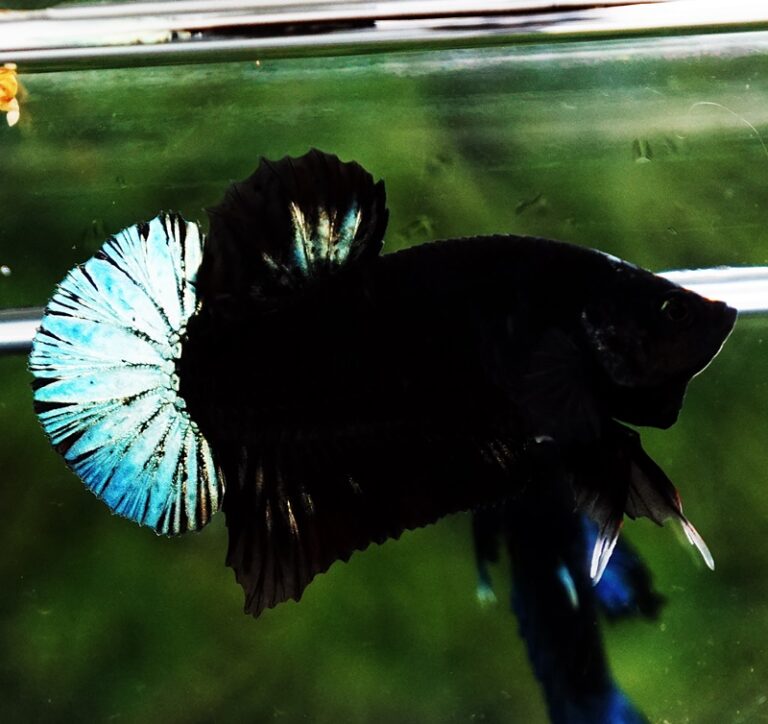 Betta fish HMPK Super Black Hold (Rare) - nicebettathailand.com