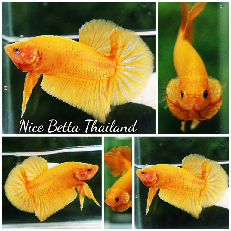 Yellow Betta Fish for Sale - nicebettathailand.com