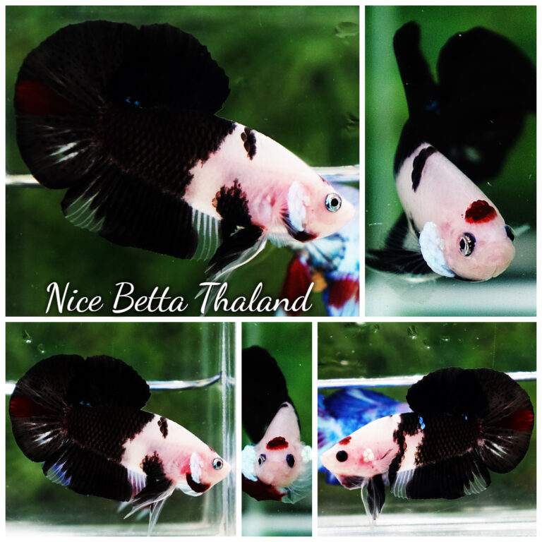 Betta fish HMPK Dalmatian Koi - nicebettathailand.com