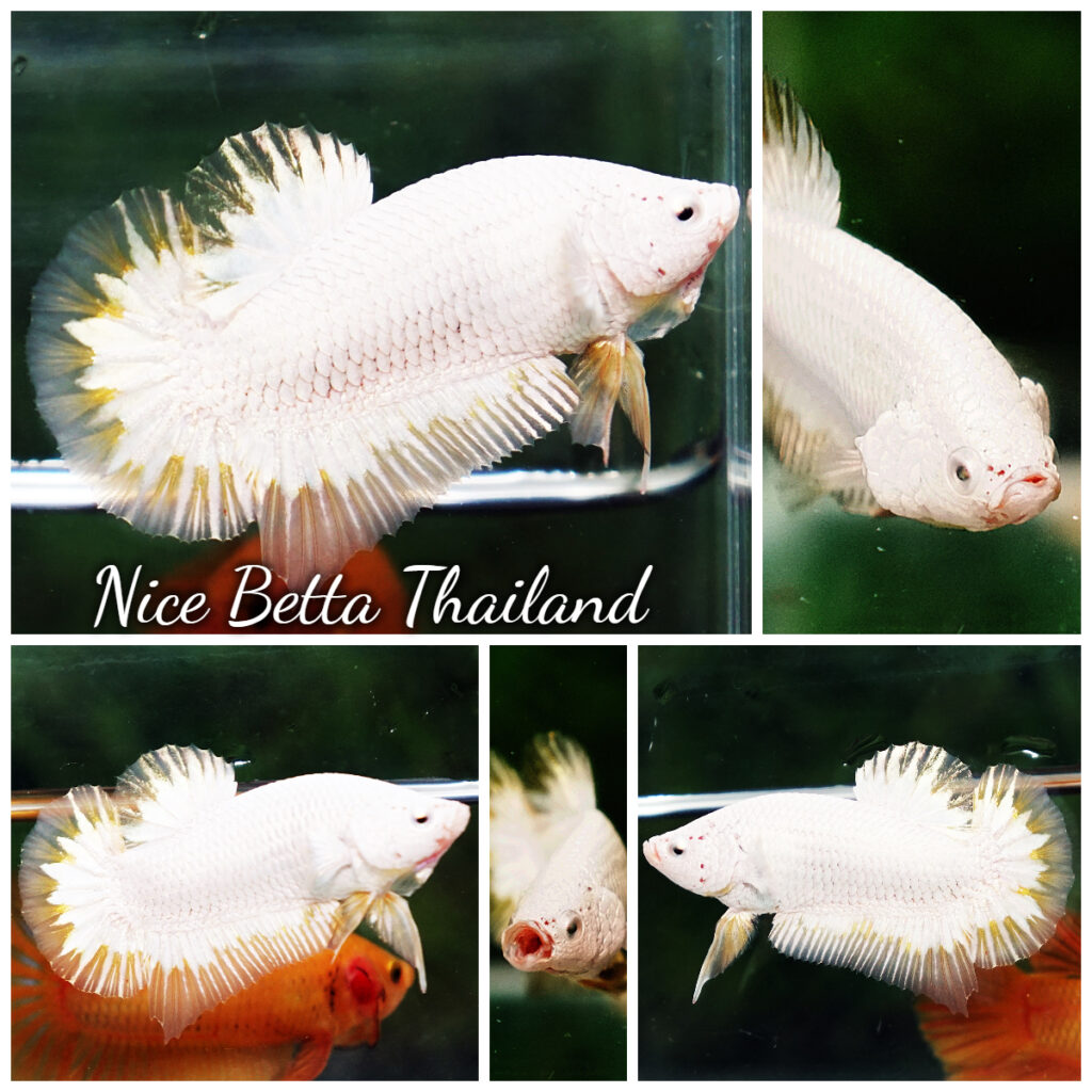 Betta fish HMPK Sparkle Platinum Dragon - nicebettathailand.com