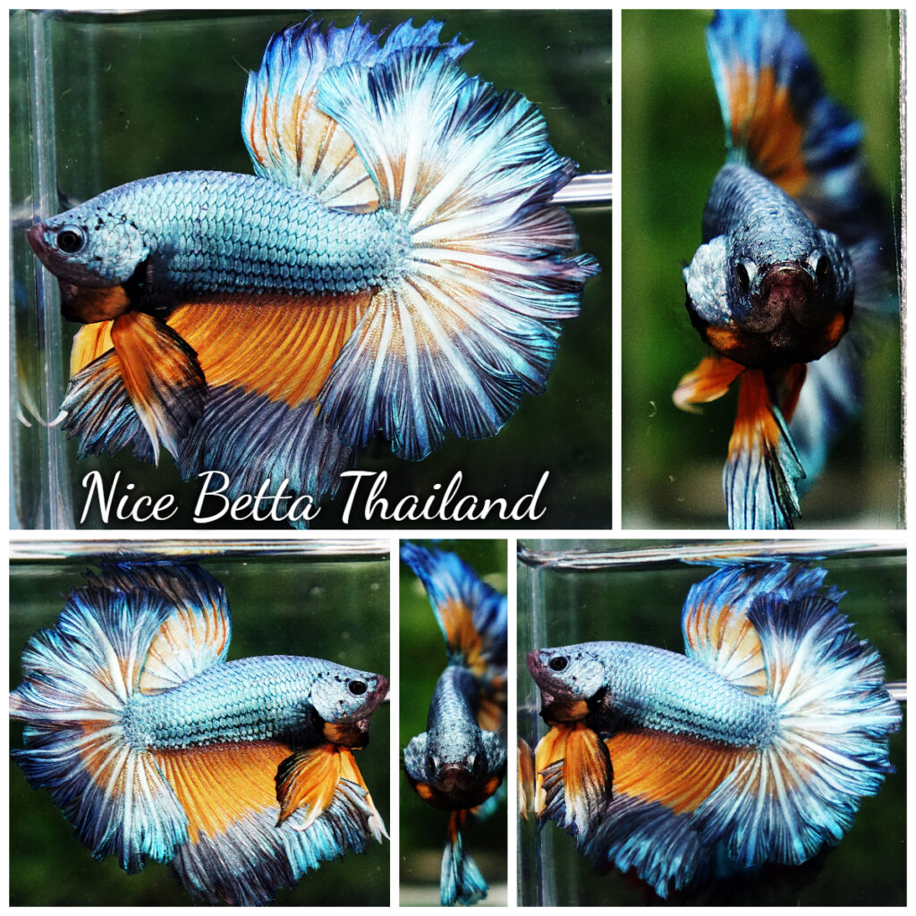 Betta fish OHM Sky Mustard Gas Butterfly Rose tail - nicebettathailand.com