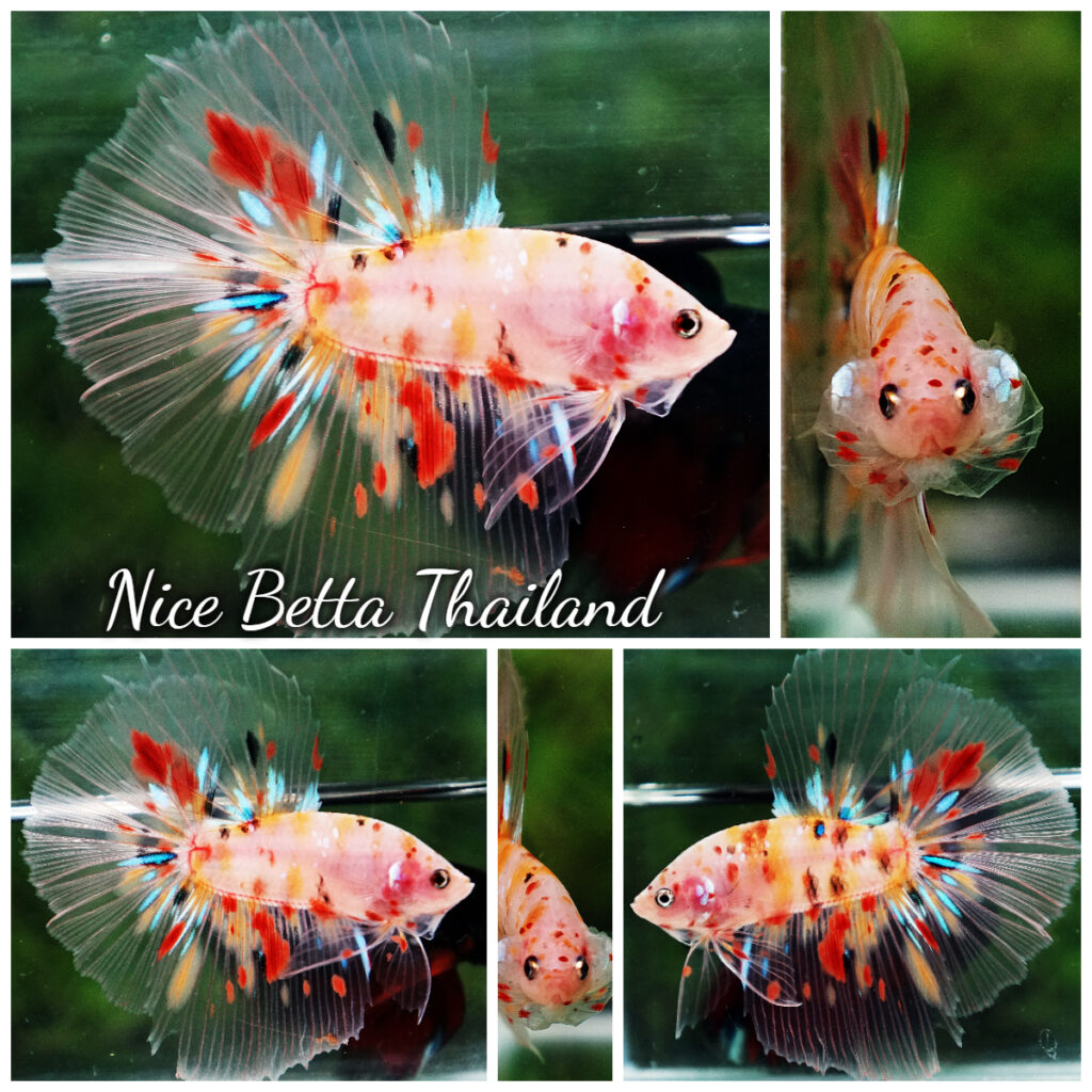 Betta fish HM Nemo Dot Yellow Base - nicebettathailand.com