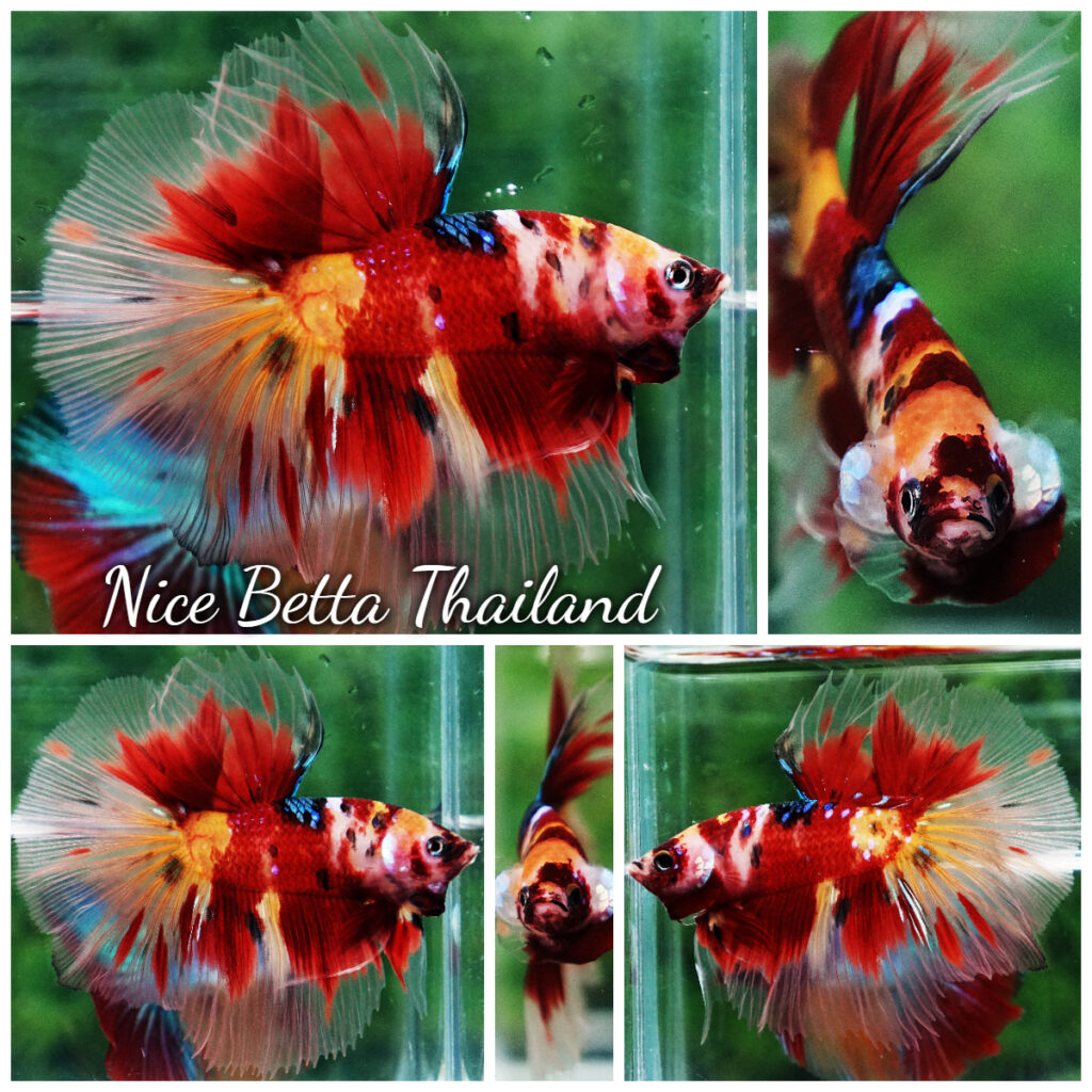 Betta fish HM Original Nemo Yellow Base - nicebettathailand.com