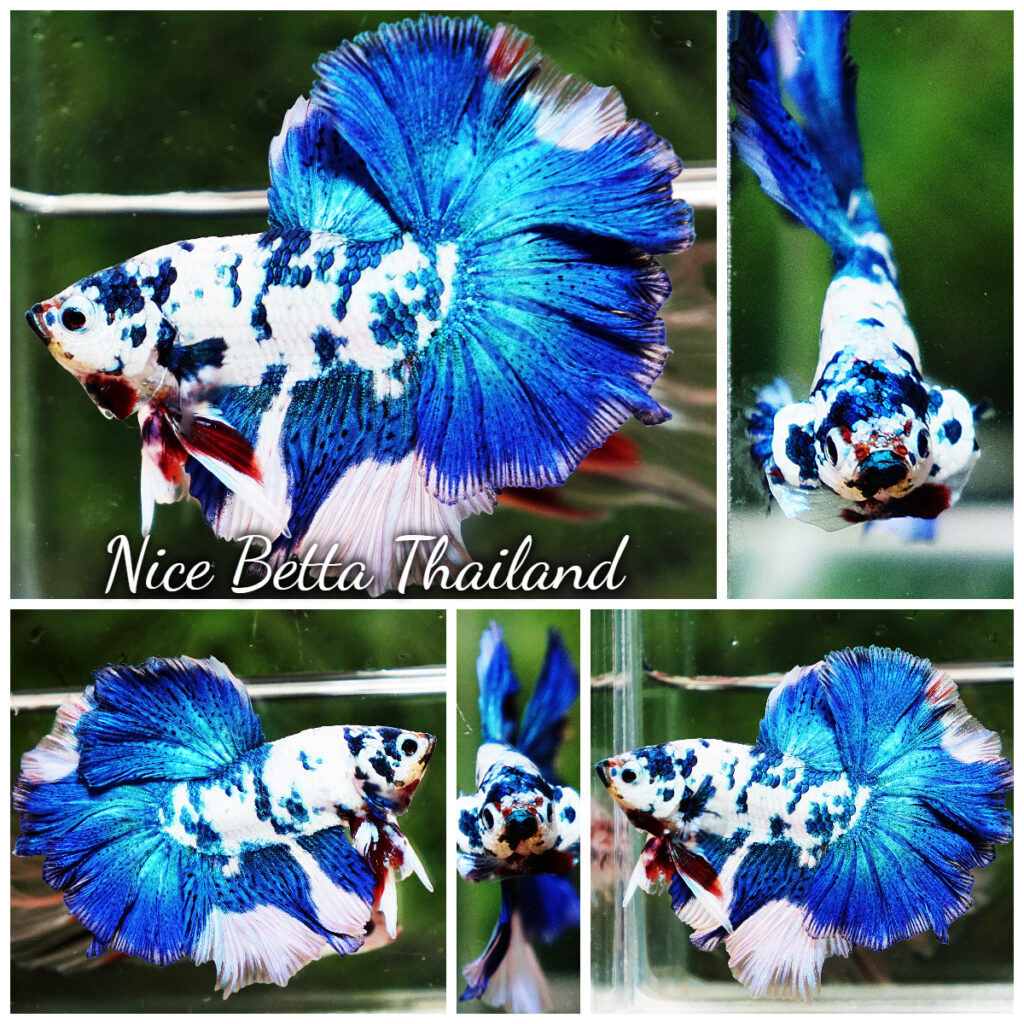 Betta fish OHM Prince Frozen Rose tail - nicebettathailand.com