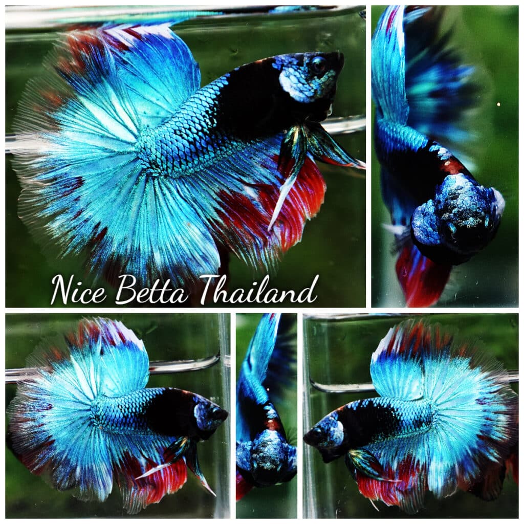 Betta fish HM Full Helmet Devil Avatar Warrior - nicebettathailand.com