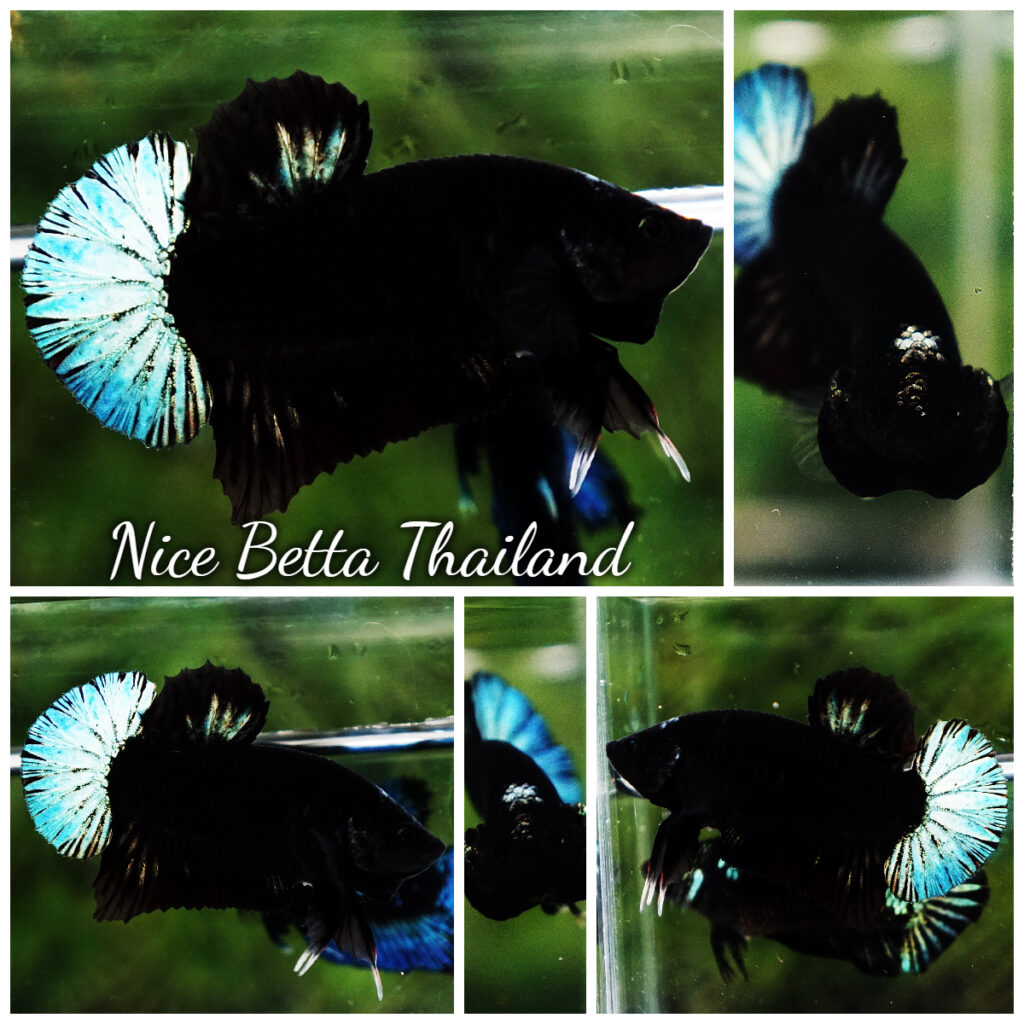 Betta fish HMPK Super Black Hold (Rare) - nicebettathailand.com