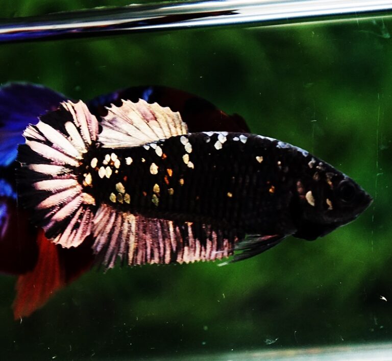 Betta fish HMPK Junior The Dark Nebula (Rare) - nicebettathailand.com