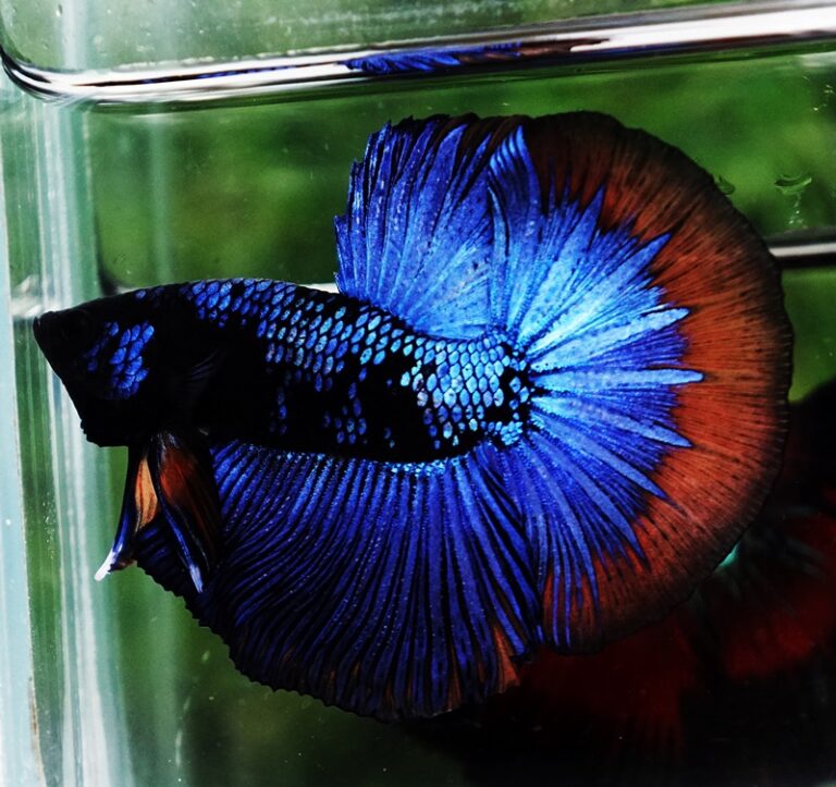Betta fish HM Dark Blue Avatar Holloween Ring - nicebettathailand.com