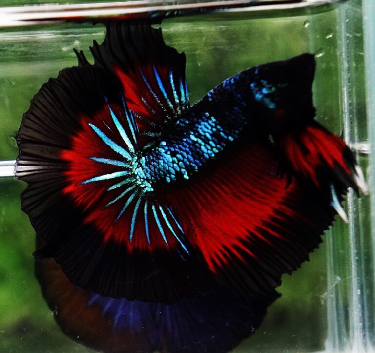 Betta fish OHM Devil Avatar Butterfly Hawk - nicebettathailand.com