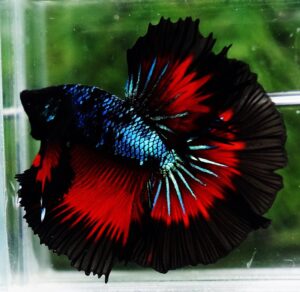 Betta fish OHM Devil Avatar Butterfly Hawk - nicebettathailand.com