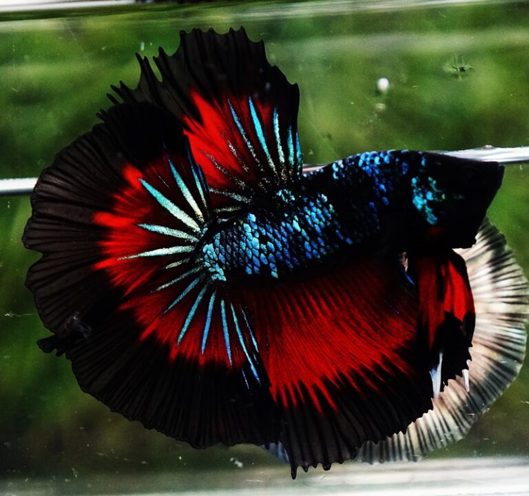 Betta fish OHM Devil Avatar Butterfly Hawk - nicebettathailand.com