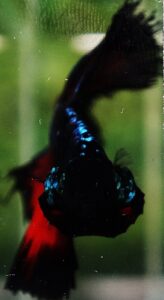 Betta fish OHM Devil Avatar Butterfly Hawk - nicebettathailand.com