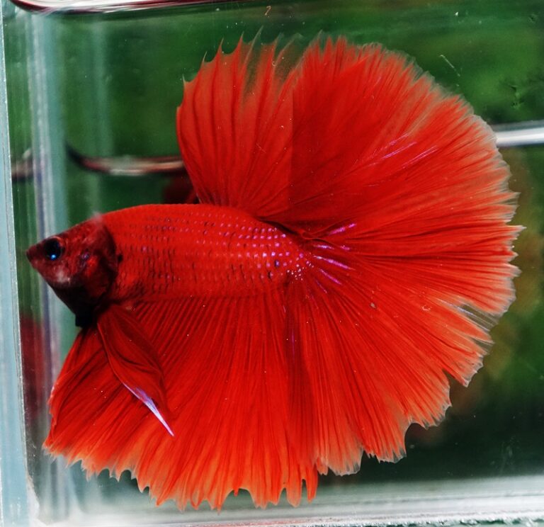 Betta fish HM Big Super Red - nicebettathailand.com