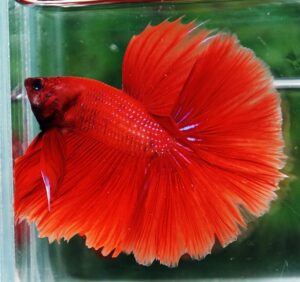Betta fish HM Big Super Red - nicebettathailand.com