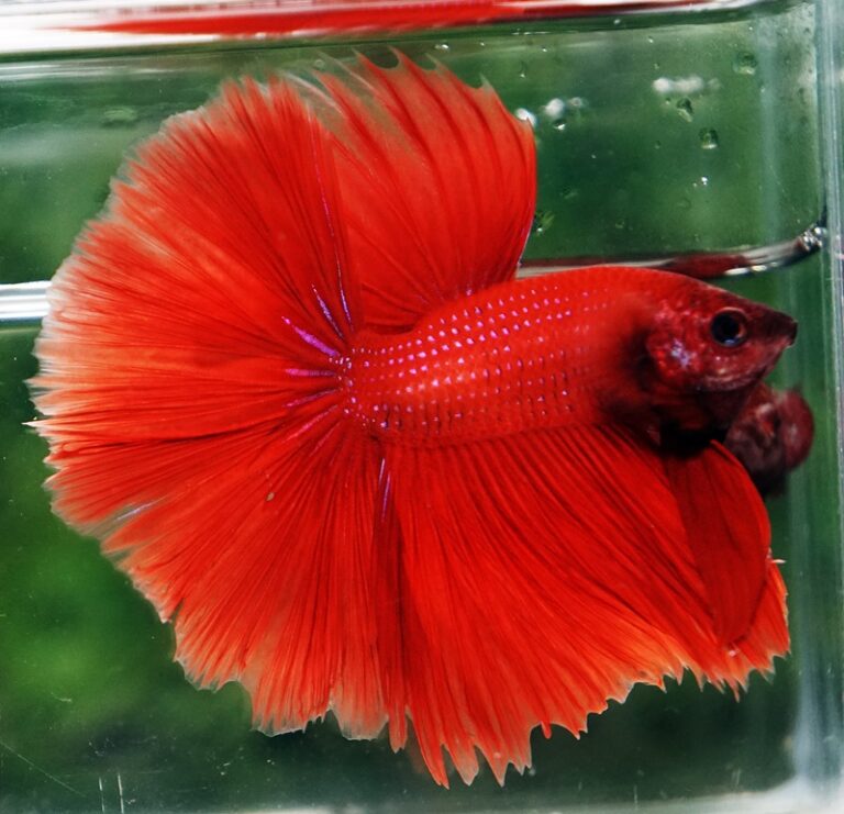 Betta fish HM Big Super Red - nicebettathailand.com