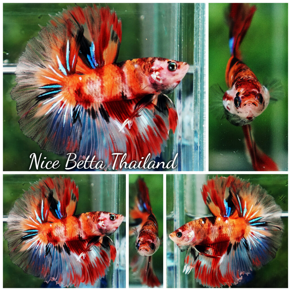 Betta fish OHM Nemo On Fire Sky Hawk - nicebettathailand.com