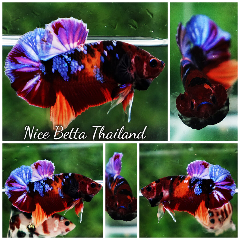 Betta fish HMPK Purple Emerald Candy Nemo - nicebettathailand.com