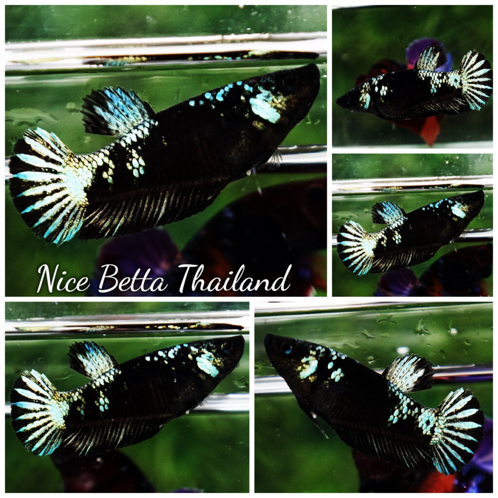 Halfmoon Plakat Betta (HMPK) - nicebettathailand.com