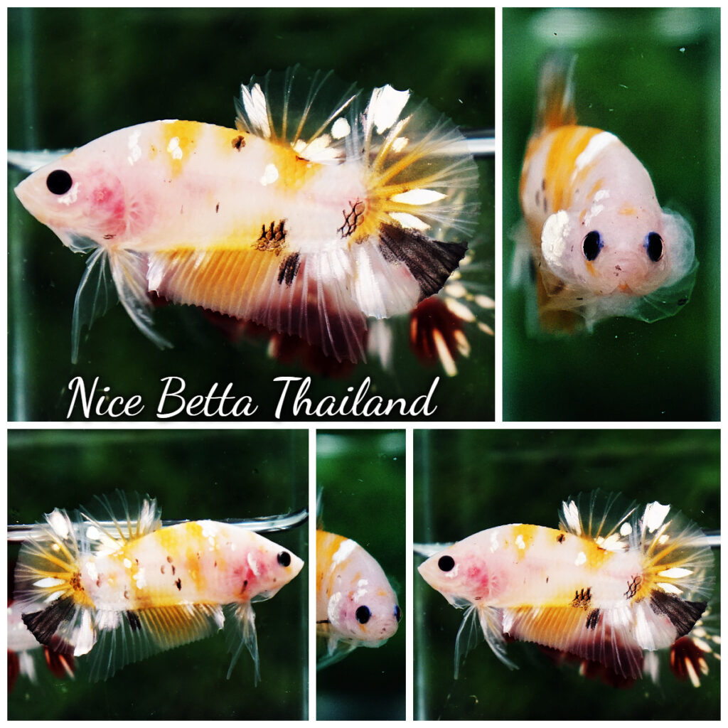 Betta fish HMPK Sparkle Yellow Phoenix Copper - nicebettathailand.com