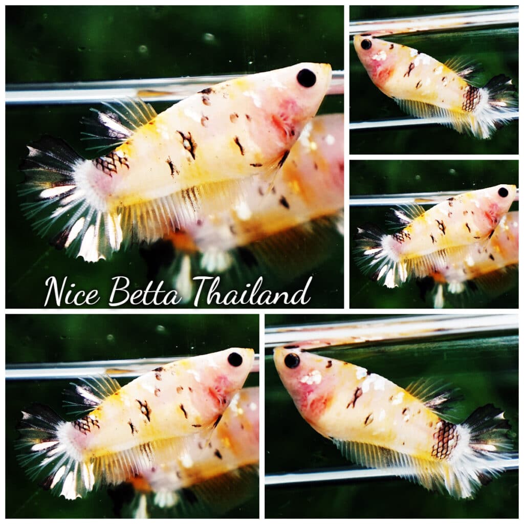 Yellow Betta Fish for Sale - nicebettathailand.com
