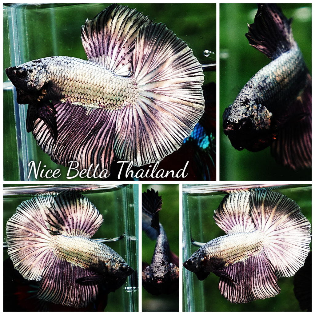 Betta fish OHM Classic Copper Gold - nicebettathailand.com