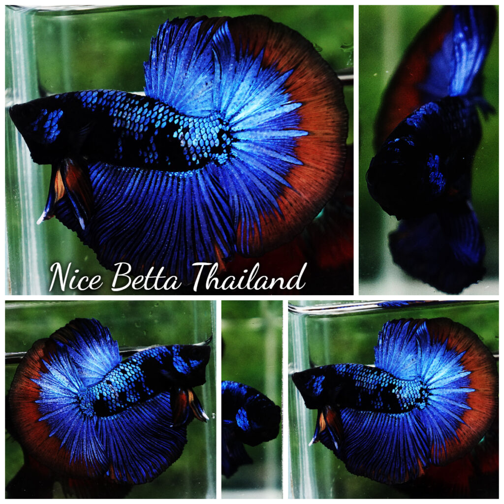 Avatar Betta Fish for Sale - nicebettathailand.com