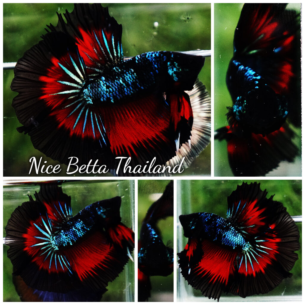 Betta fish OHM Devil Avatar Butterfly Hawk - nicebettathailand.com