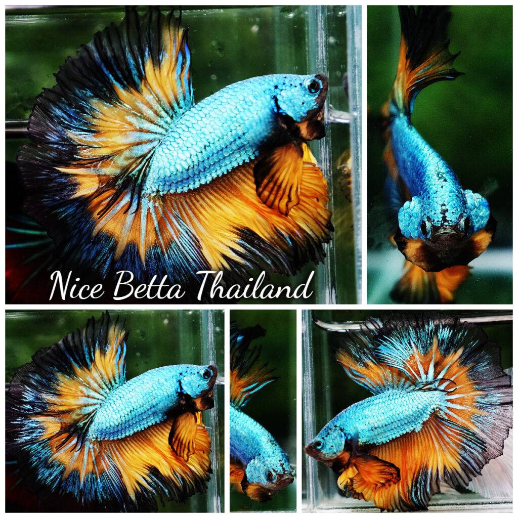Betta fish OHM Alien Mustard Gas Butterfly - nicebettathailand.com