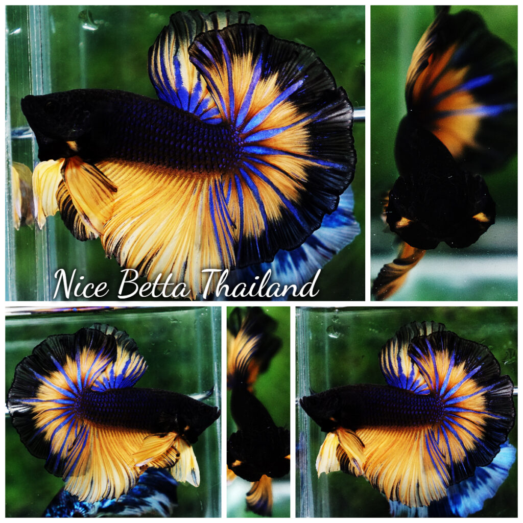 Betta fish OHM Black Pumpkin Butterfly Sky Hawk - nicebettathailand.com