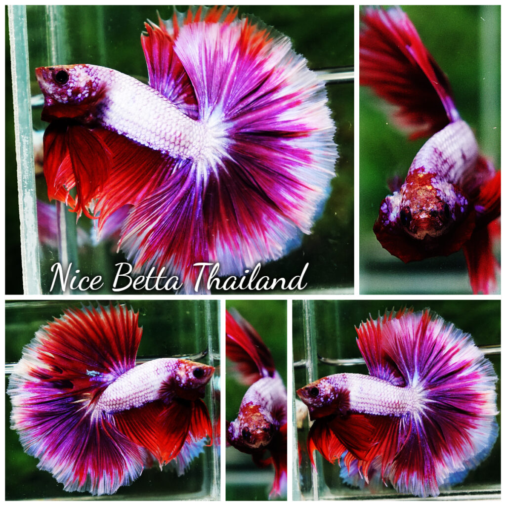 Betta fish OHM Prince Lavender Snow Sky Hawk - nicebettathailand.com