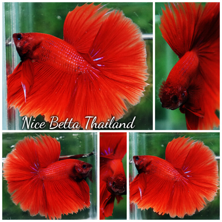 Betta fish HM Big Super Red - nicebettathailand.com