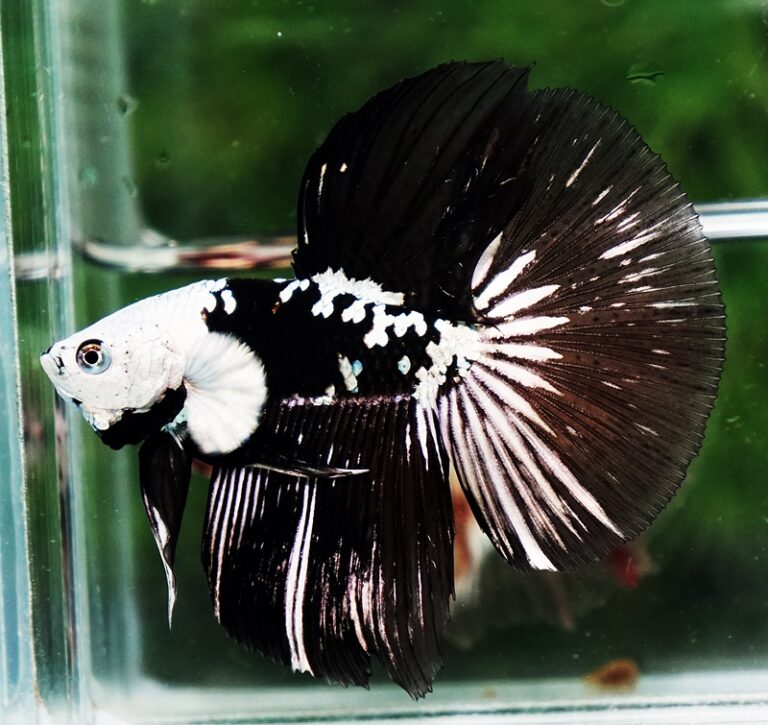 Betta fish HM Shadow Black Samurai Zombie Helmet (Rare ...