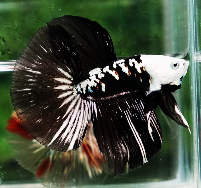 Betta fish HM Shadow Black Samurai Zombie Helmet (Rare ...