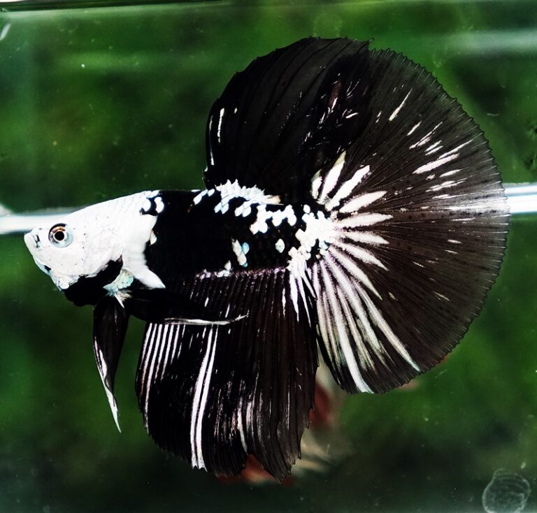 Betta fish HM Shadow Black Samurai Zombie Helmet (Rare ...