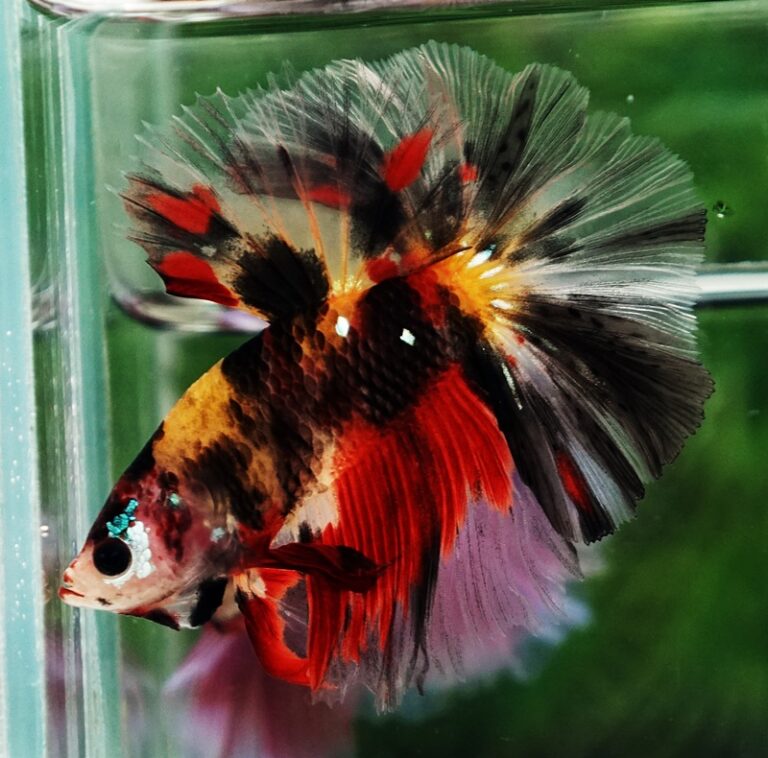 Betta fish OHM Tiger Black Nemo Sky Hawk - nicebettathailand.com