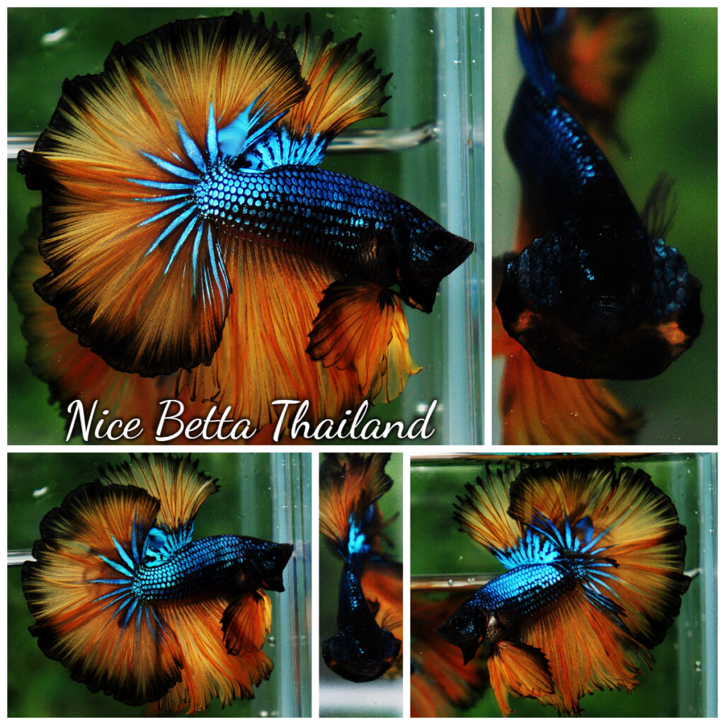 Betta fish OHM Blue Mustard Gas sky hawk - nicebettathailand.com