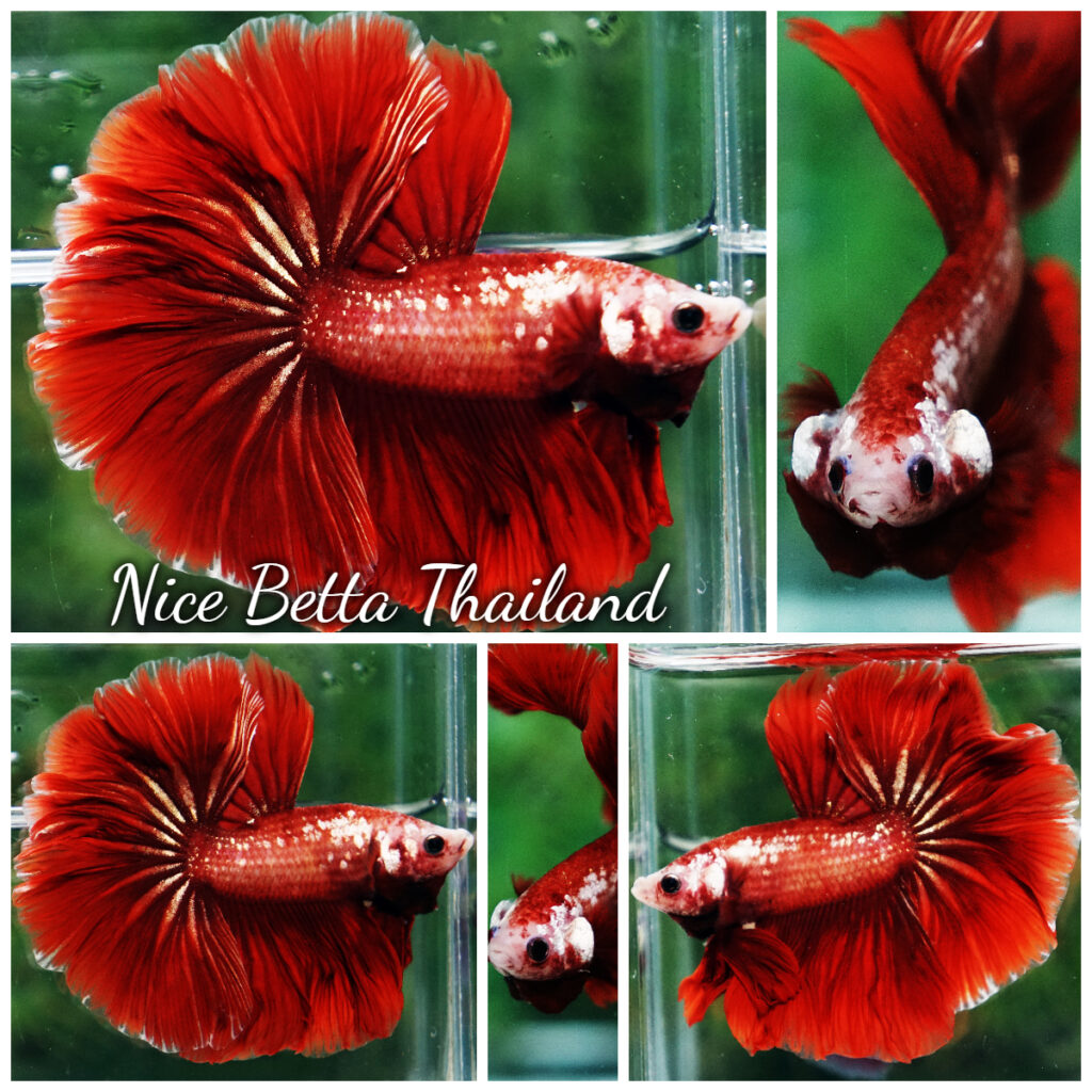 Betta fish OHM Red Gold Poison Rosetail - nicebettathailand.com