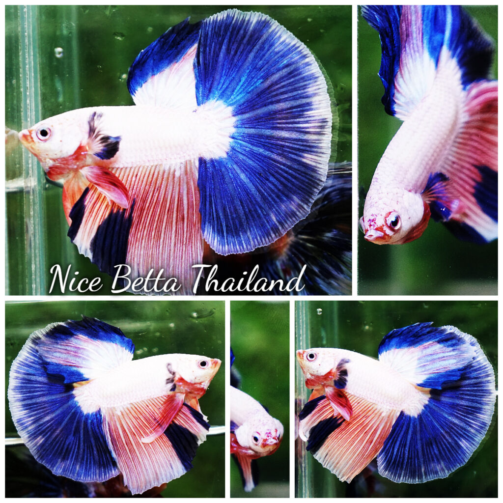 Betta fish HM Magical Pink Blue Marble - nicebettathailand.com